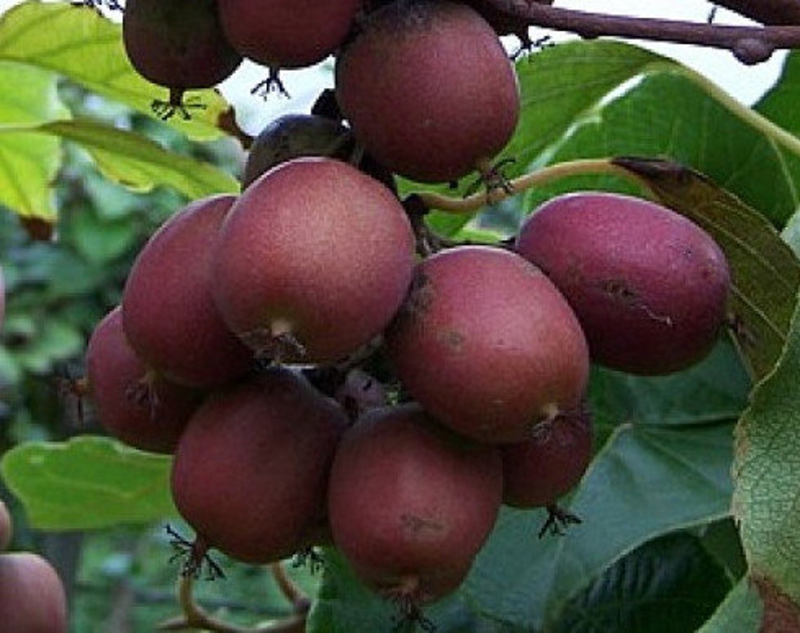 3 Hardy Kiwi plants 1 Anna female 1 Ken's Red | Etsy