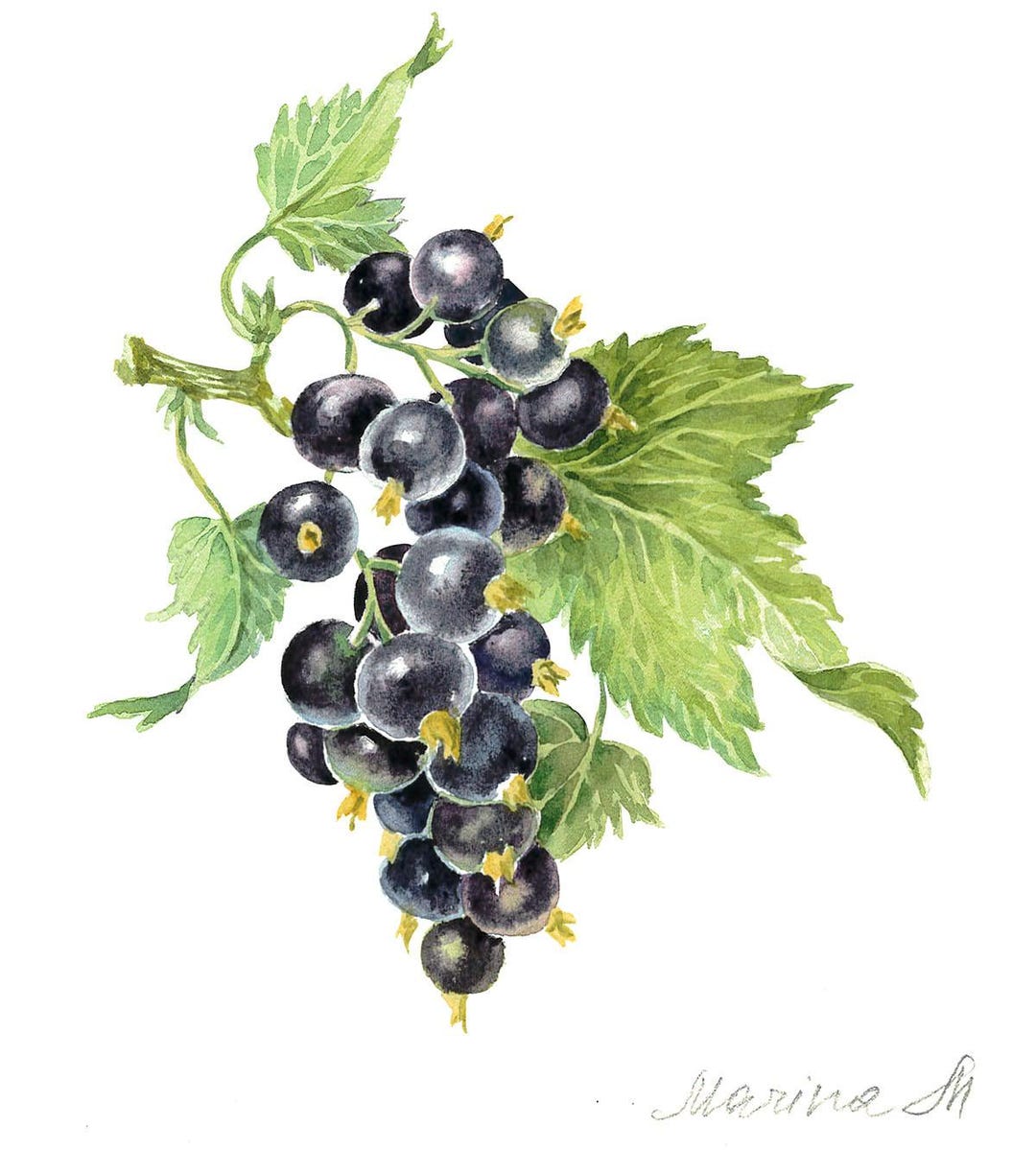 Black Currant Watercolor Print, Botanical Kitchen Wall Art, Rustic ...