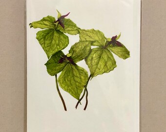 Trillium Note Cards - Etsy