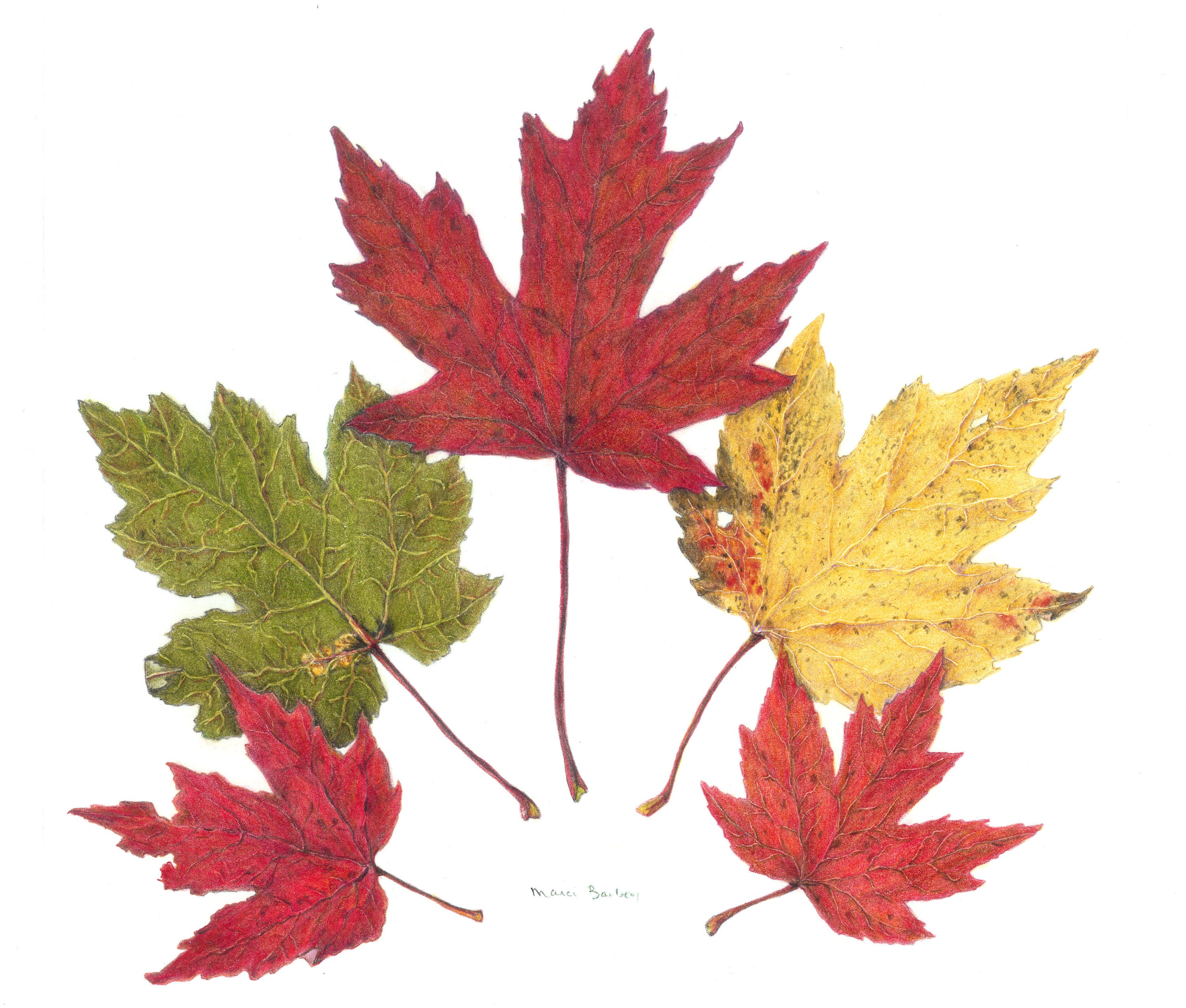 Set of 5 Note Cards Red Maple Leaf 4.25 x 5.5 - Etsy Nederland