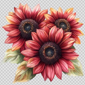 Watercolor Fall Autumn Floral Sunflowers, 95 Transparent Flower PNG ...