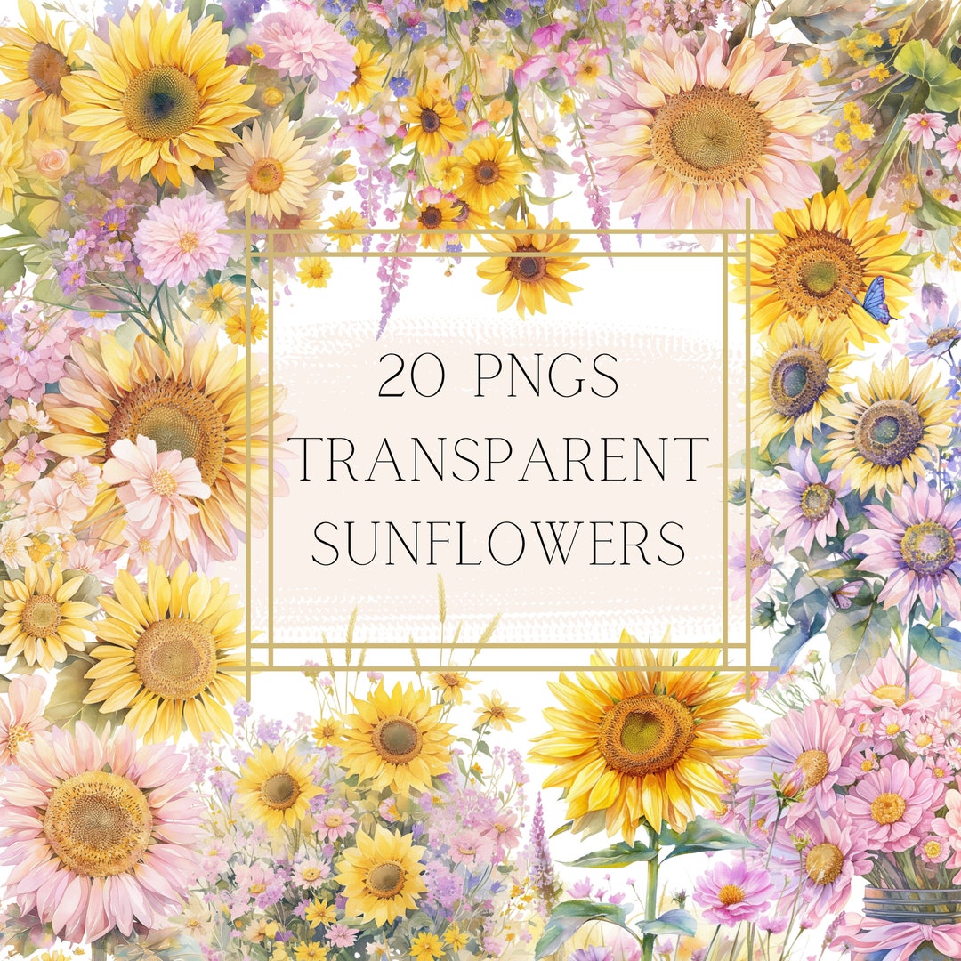 Watercolor 20 Transparent Pink Sunflowers Flower PNG Clip Art Wedding ...