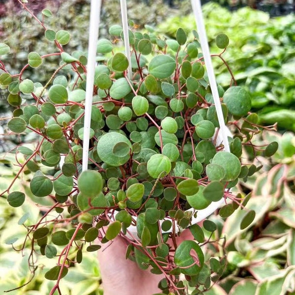Peperomia Ruby Cascade - Etsy