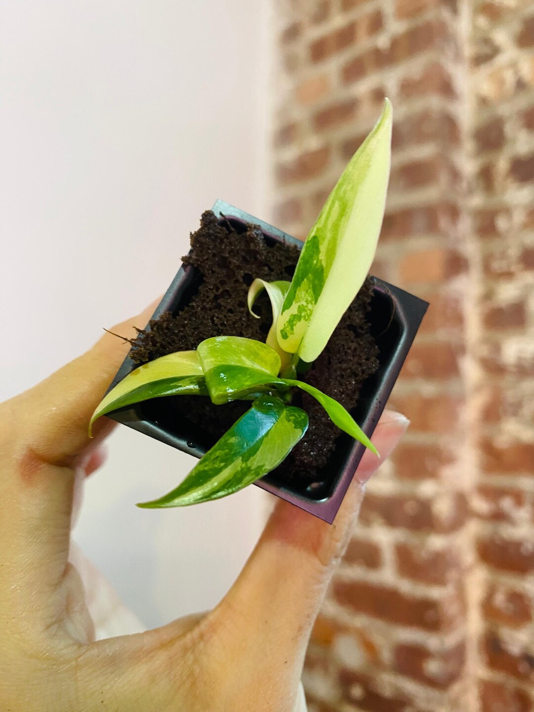 Philodendron Florida Beauty X Tortum Var. 13-03 - Etsy