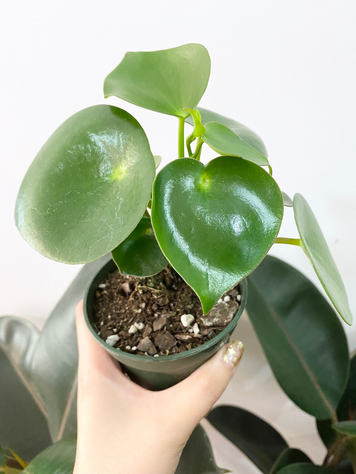 Peperomia Polybotrya Peperomia Raindrop Live Plant Rare | Etsy