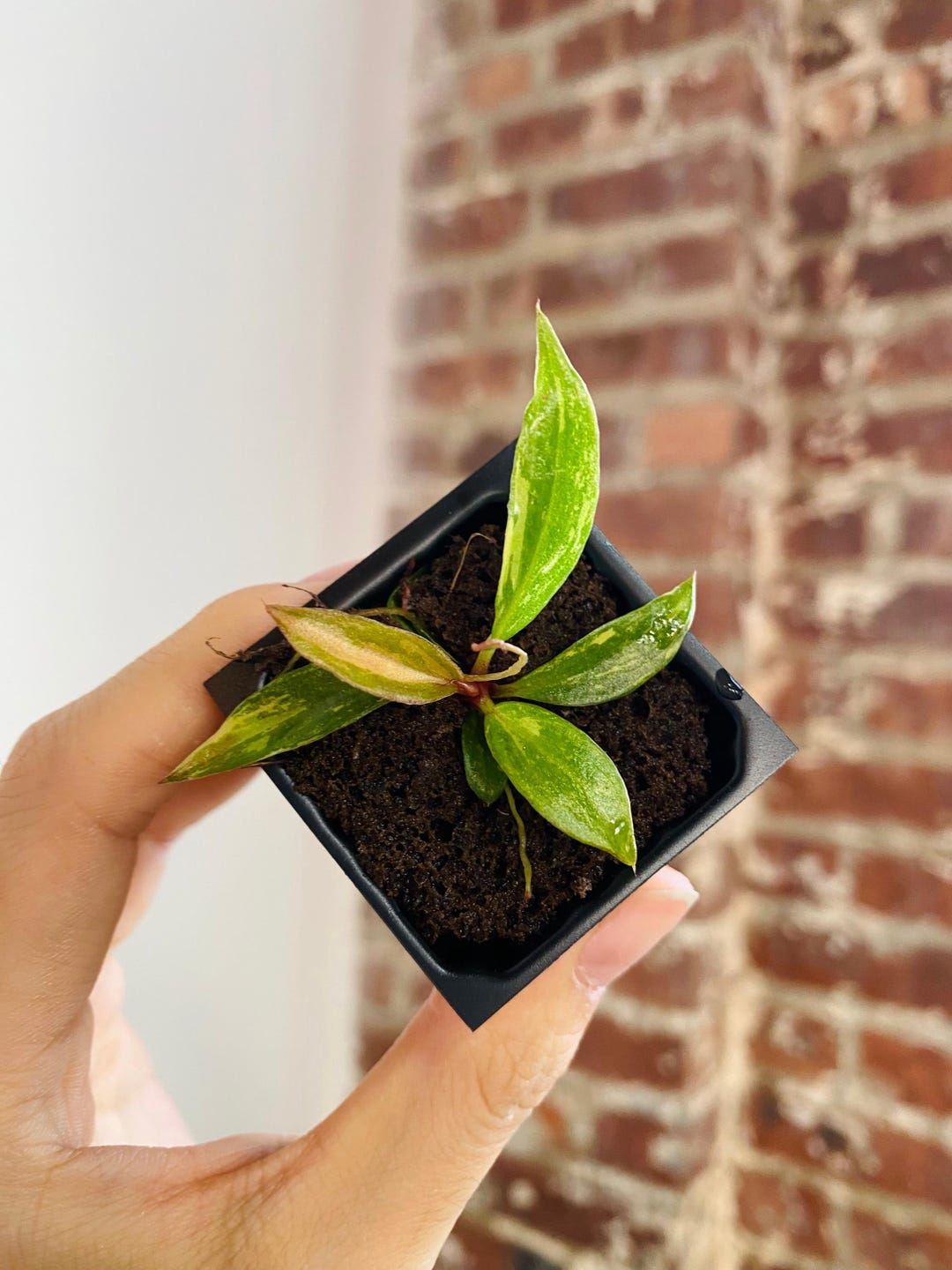 Philodendron Caramel Marble 'fire Tiger' Var. 14-21 - Etsy