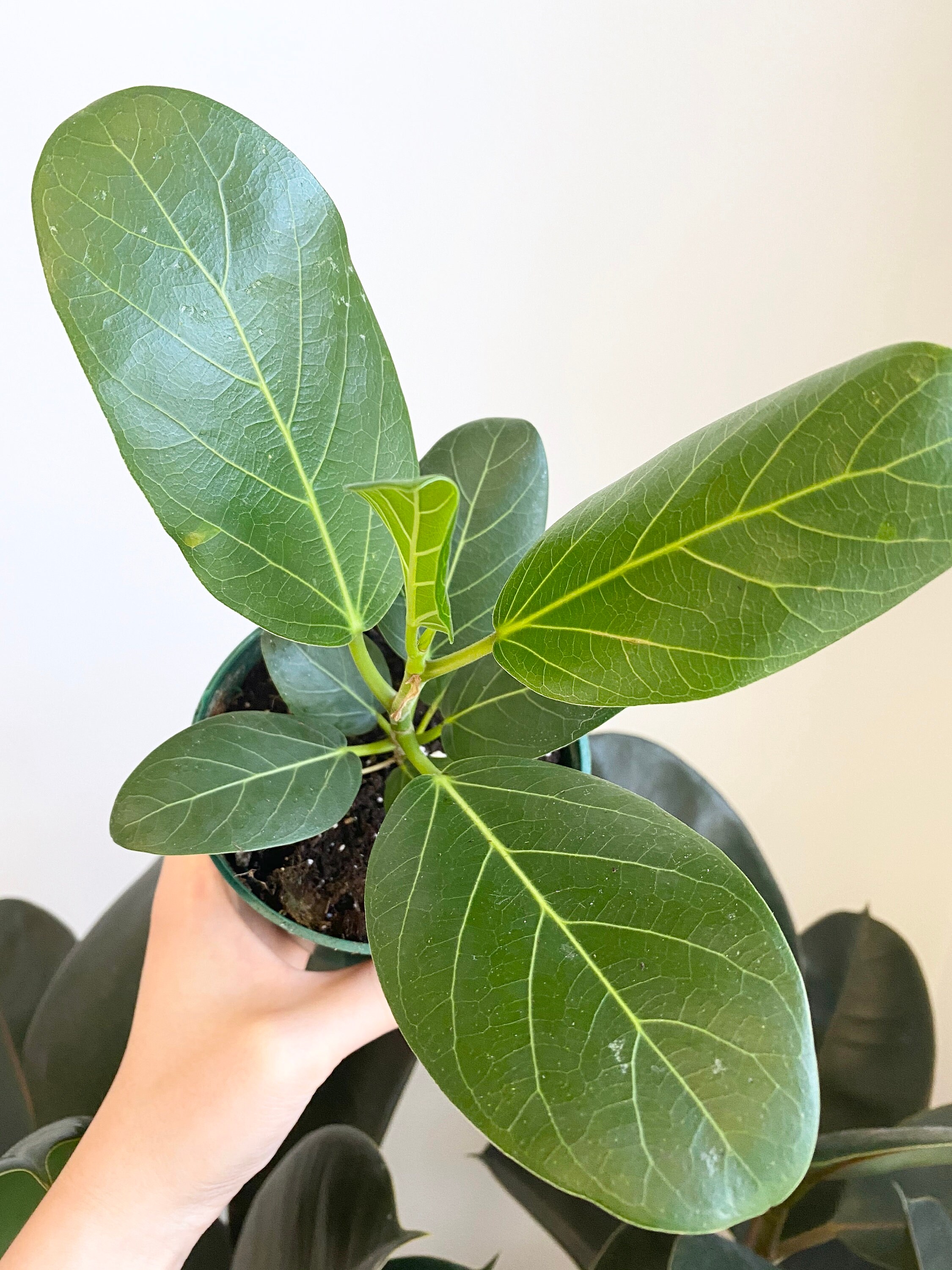 Ficus Audrey Tree 4 Ficus Fig Ficus Benghalensis | Etsy