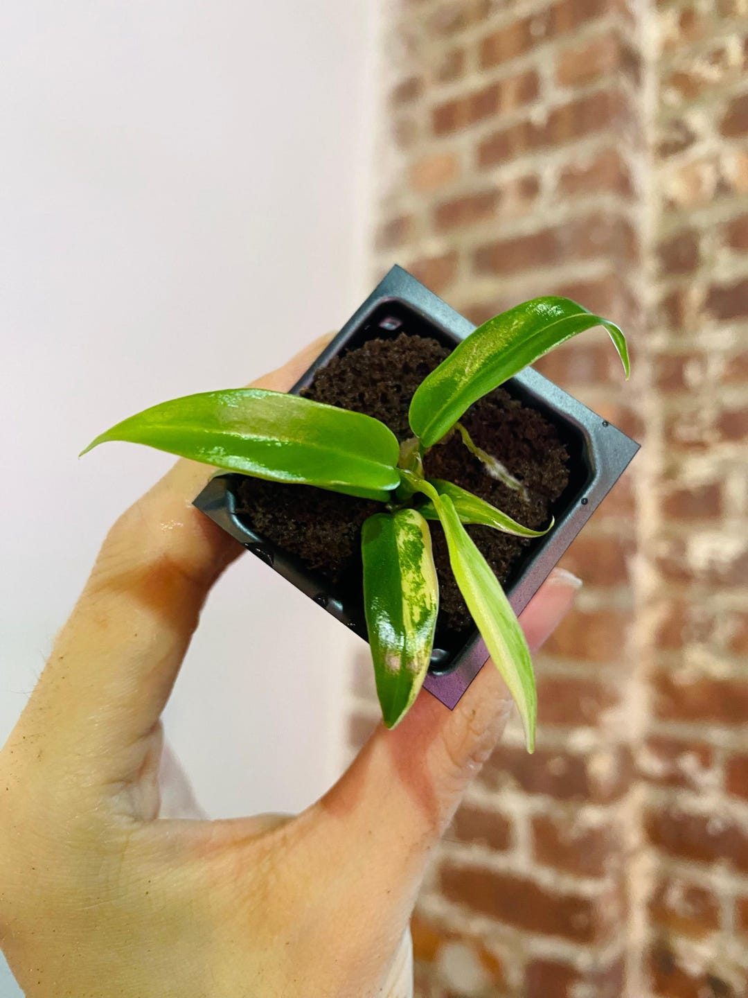 Philodendron Florida Beauty X Tortum Var. 13-25 - Etsy