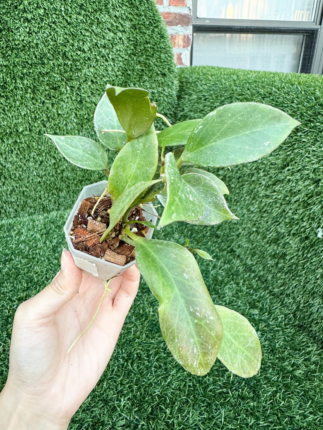 Hoya Cv Sunrise 19s - Etsy