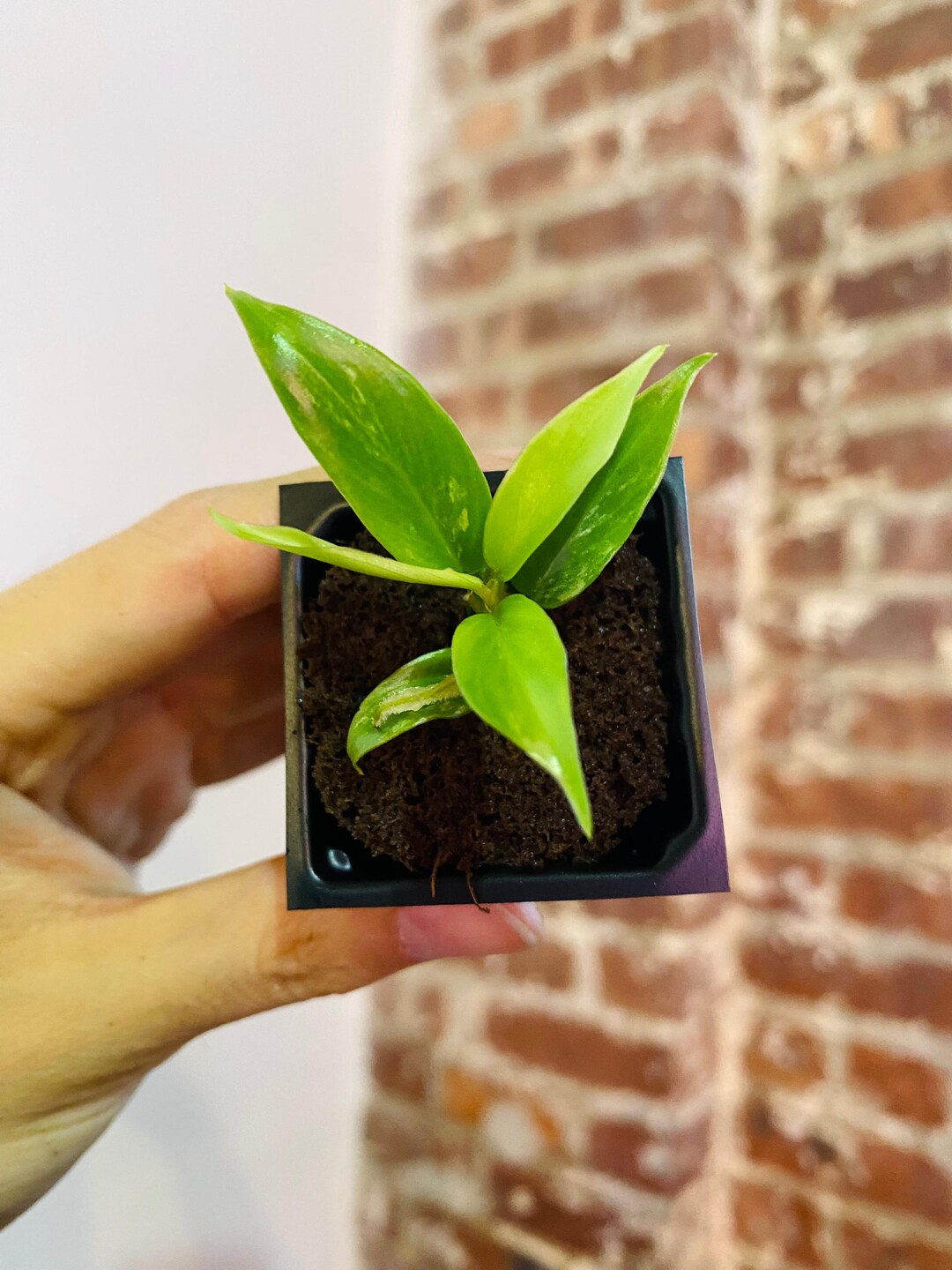 Philodendron Florida Beauty X Tortum Var. 13-31 - Etsy