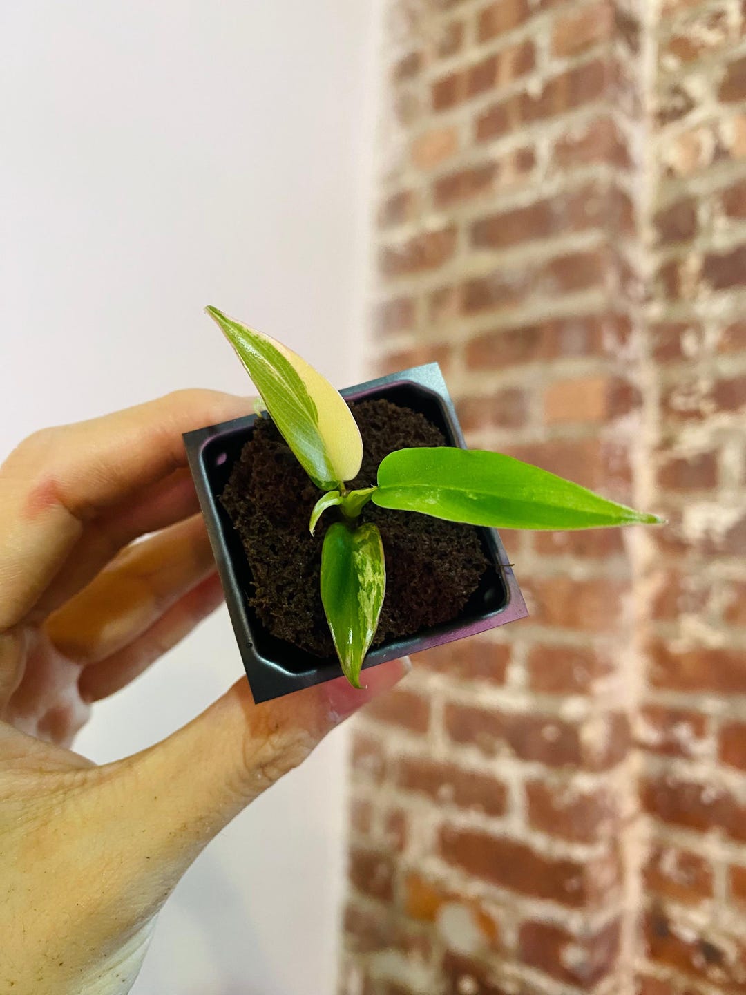 Philodendron Florida Beauty X Tortum Var. 13-01 - Etsy