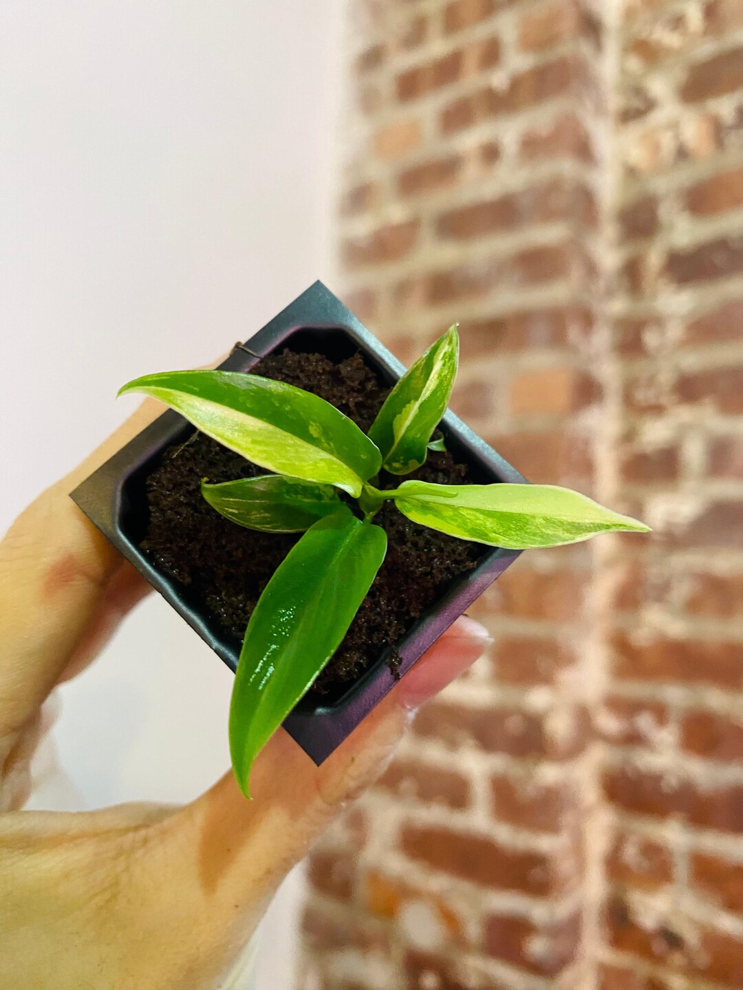 Philodendron Florida Beauty X Tortum Var. 13-07 - Etsy