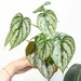 Philodendron Brandtianum / Micans / Monstera Siltepecana / Epipremnum ...