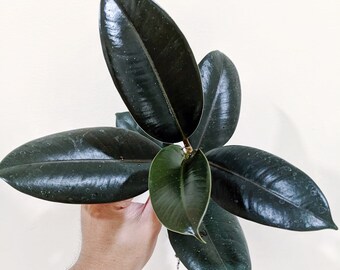 Rubber Plant Live | Etsy