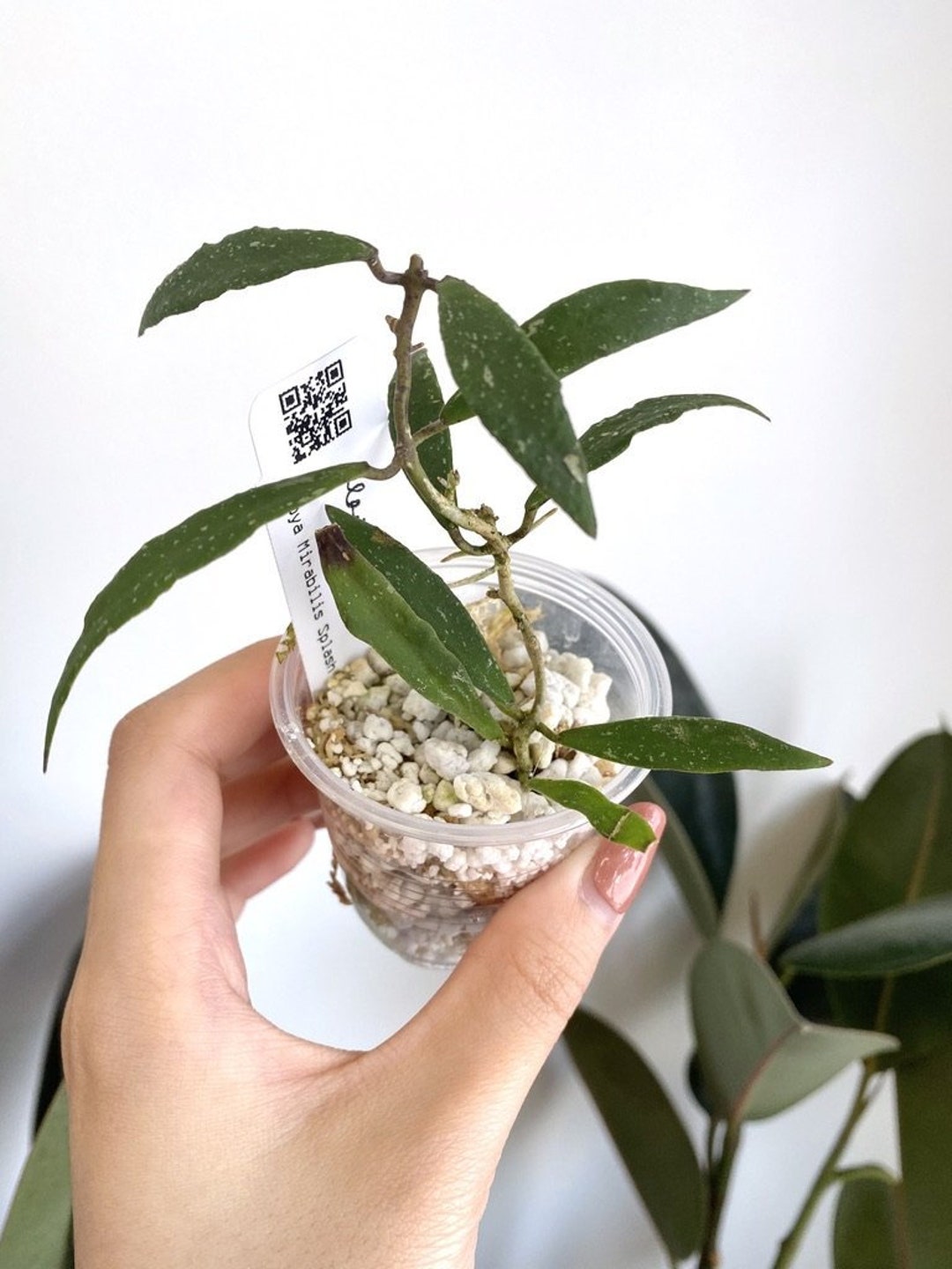 Hoya Mirabilis Splash clone B - Etsy