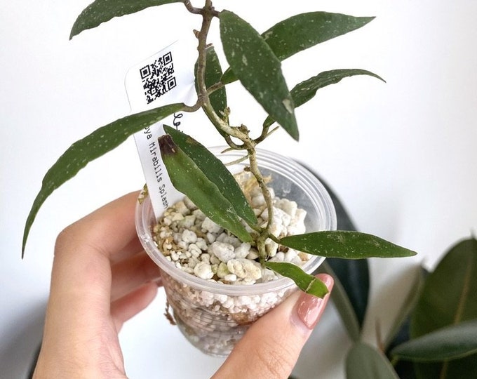 Hoya Mirabilis Splash (clone B) - Etsy