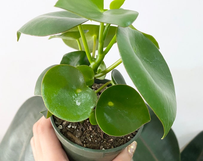 Peperomia Polybotrya Peperomia Raindrop Live Plant Rare - Etsy