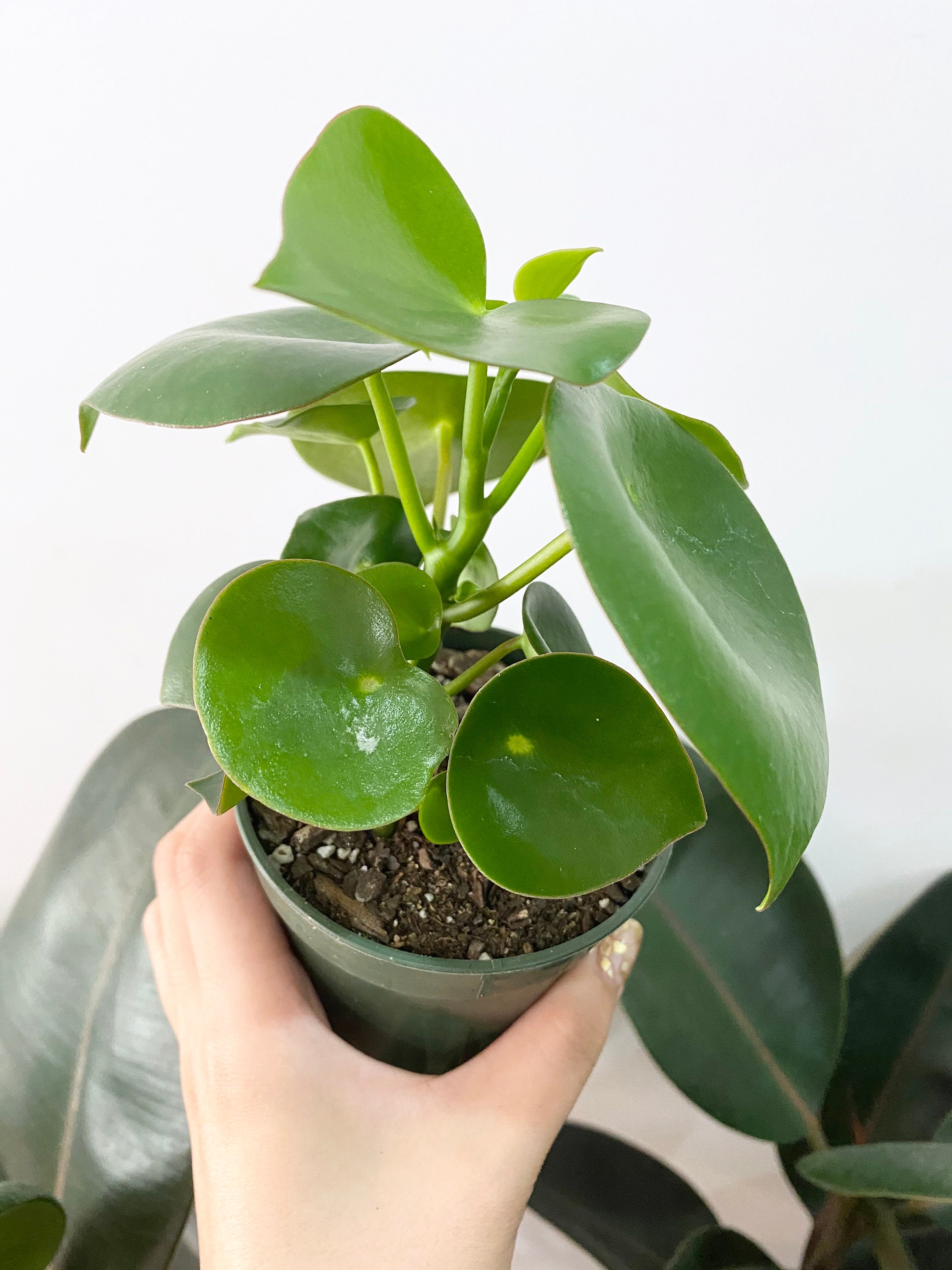 Peperomia Polybotrya Peperomia Raindrop Live Plant Rare | Etsy