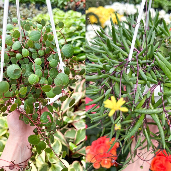 Peperomia Ruby Cascade - Etsy