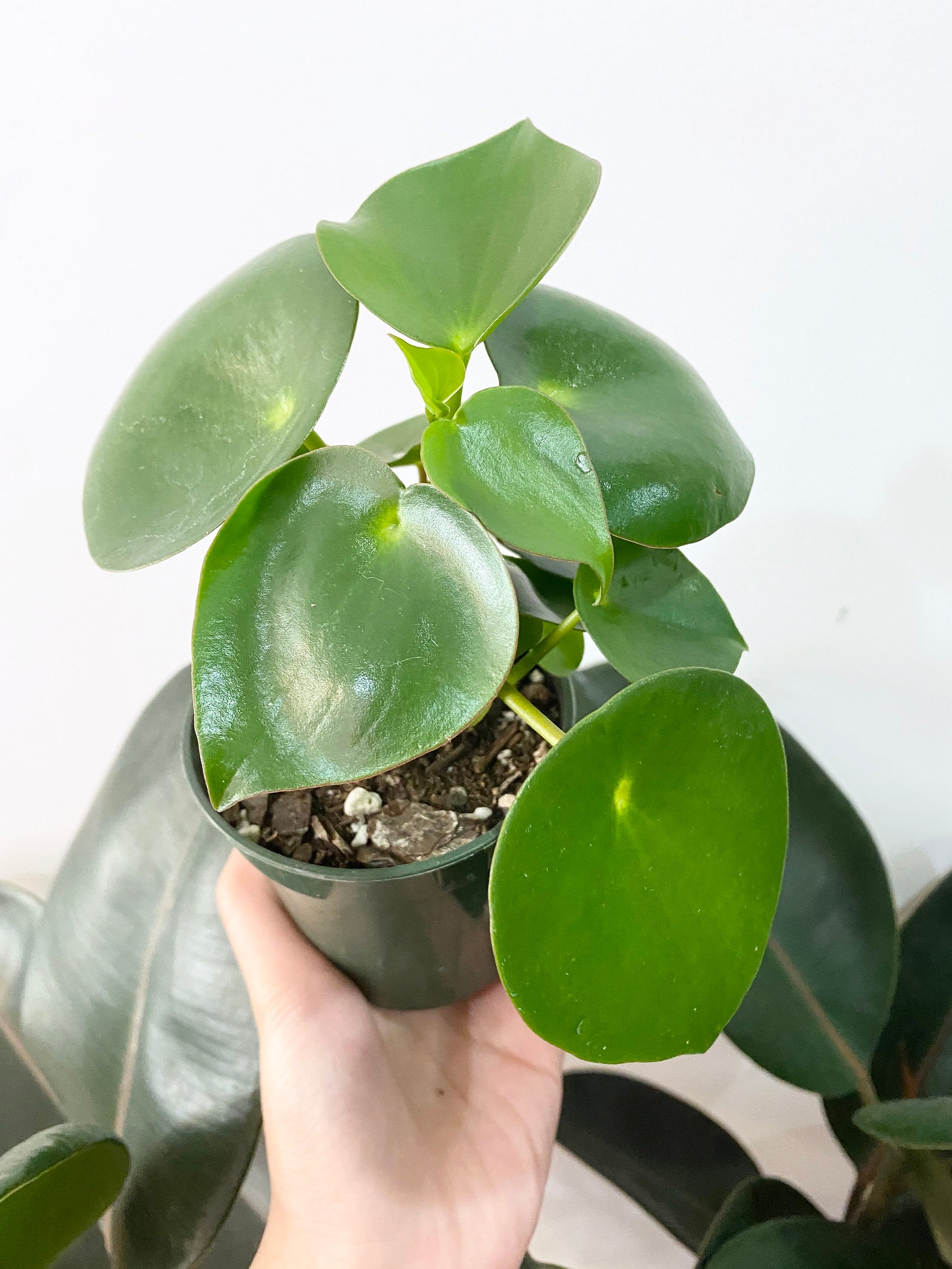 Peperomia Polybotrya Peperomia Raindrop Live Plant Rare | Etsy