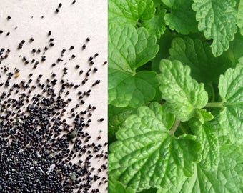 Lemon Scented Catnip Nepeta cataria var. citriodora 20 seeds | Etsy
