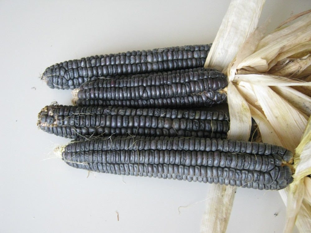 Heirloom Corn Seeds Ancient Indian Corn Black Aztec Corn | Etsy