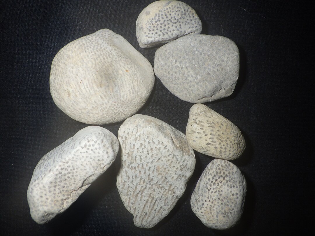 Bryozoan Fossils - Etsy