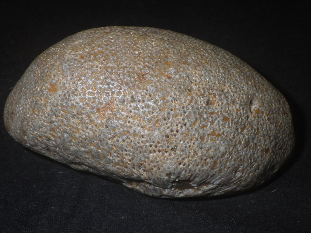 Chain Coral Halysites - Etsy