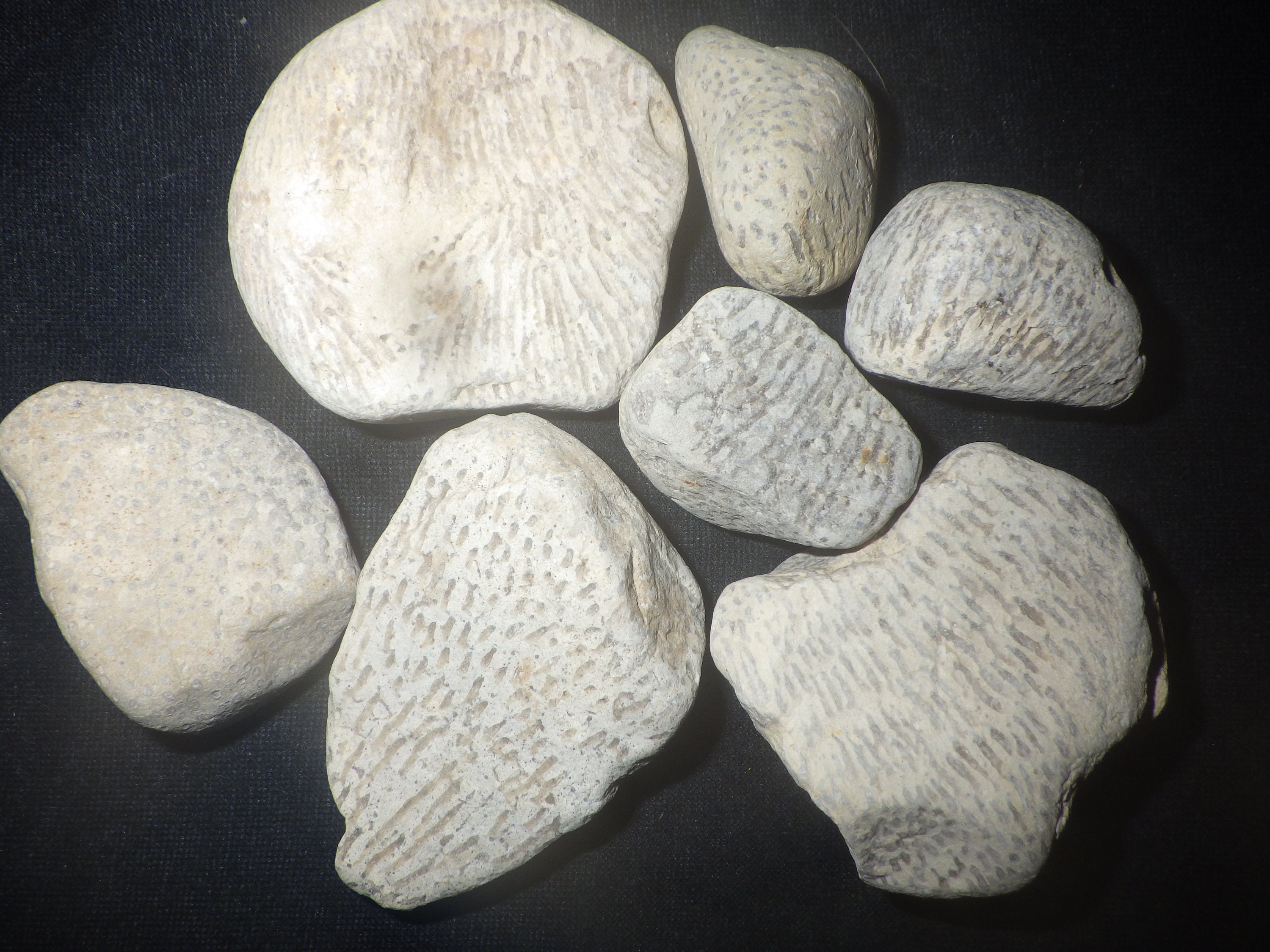 Bryozoan Fossils - Etsy