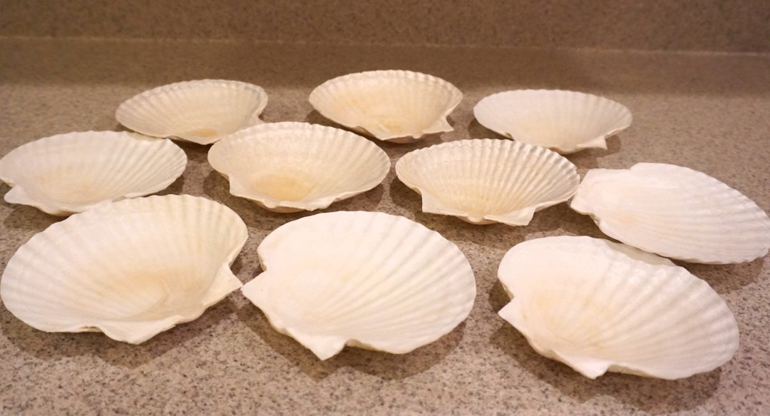 Natural Large White Scallop Shells for Baking, Used, 11pc Set - Etsy