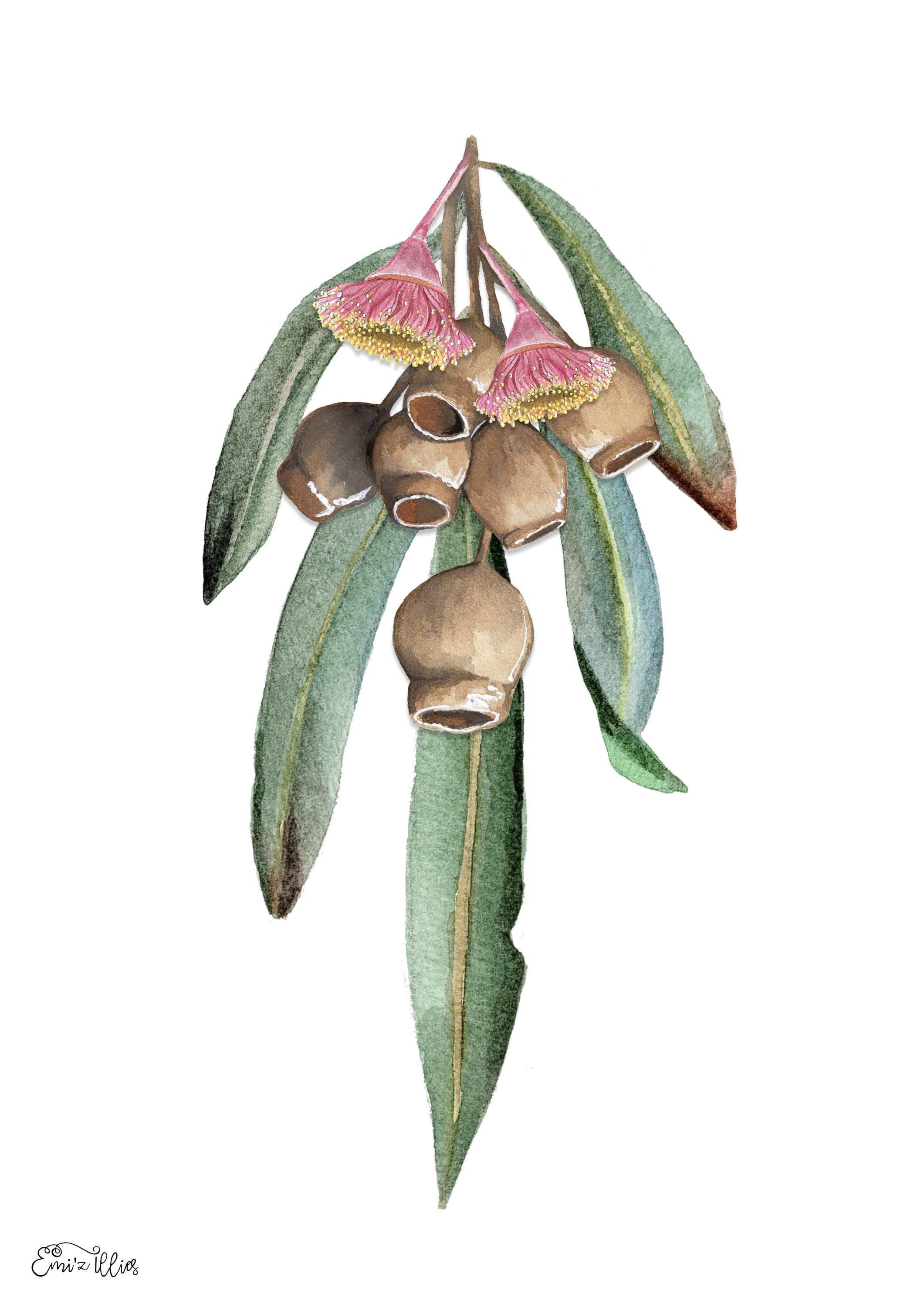 Australian Botanical Art Print Native Flowers Gumnut Print Australian ...