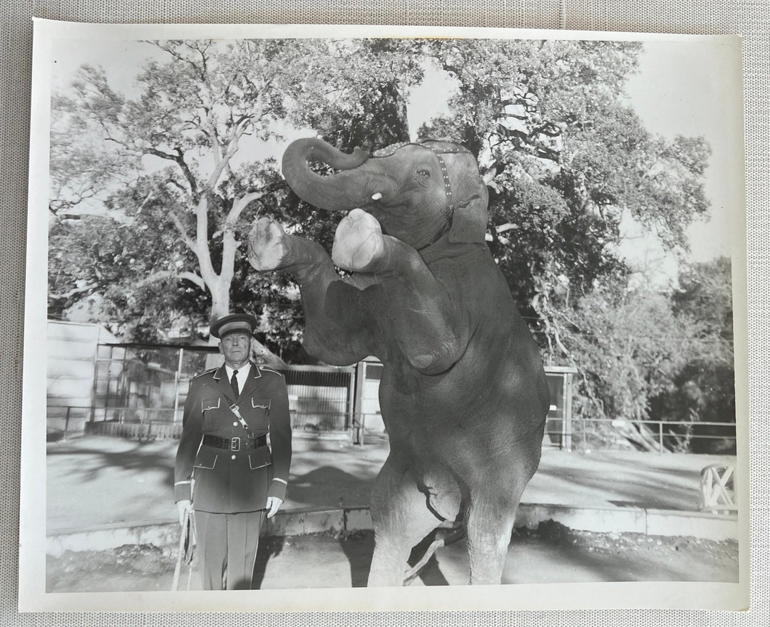 Vintage Original Photo 'circus Elephant' Photograph 85-13 GA - Etsy