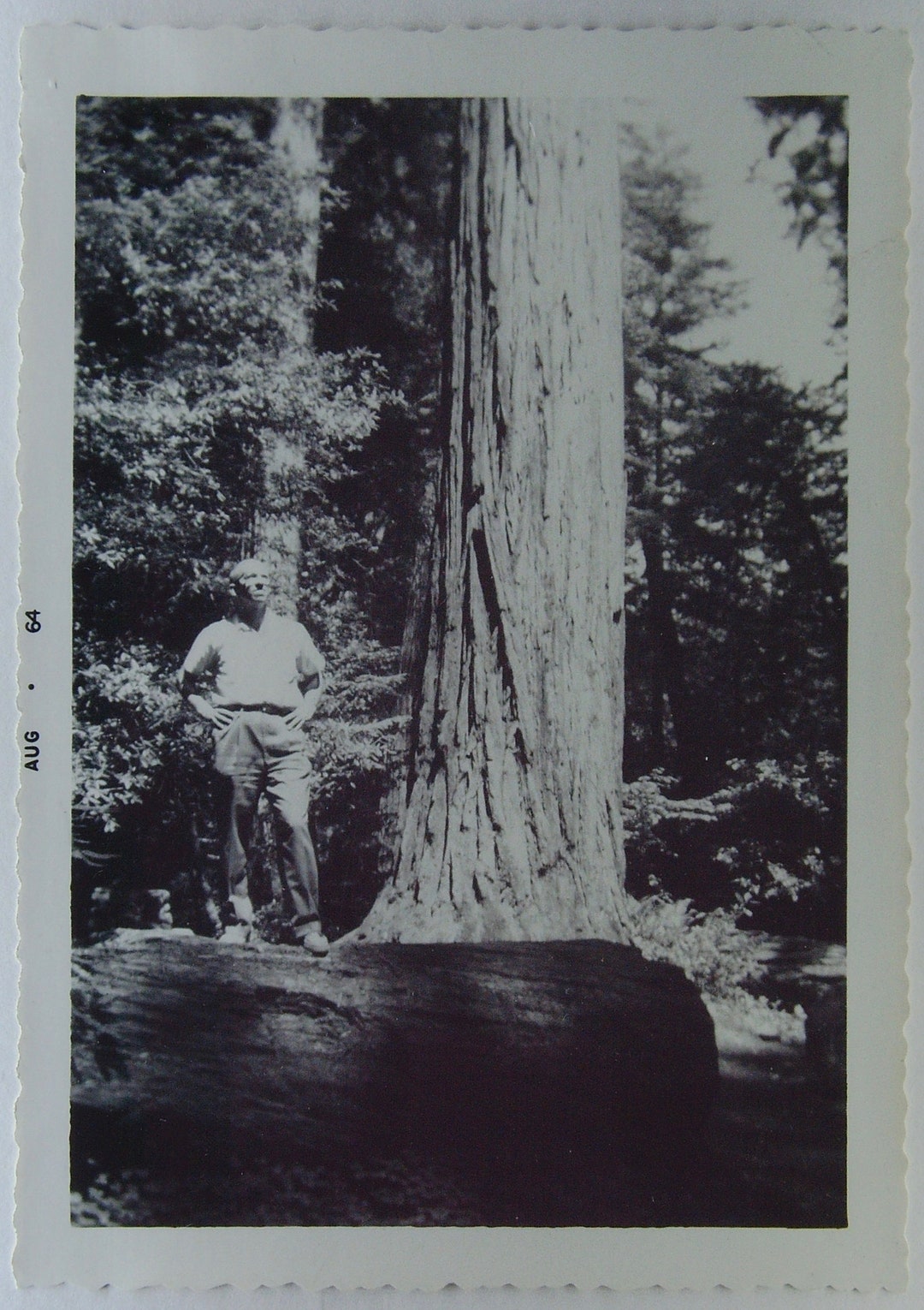 Vintage Man Vs Tree Oregon Redwoods Photograph 1960's Found Photo ...