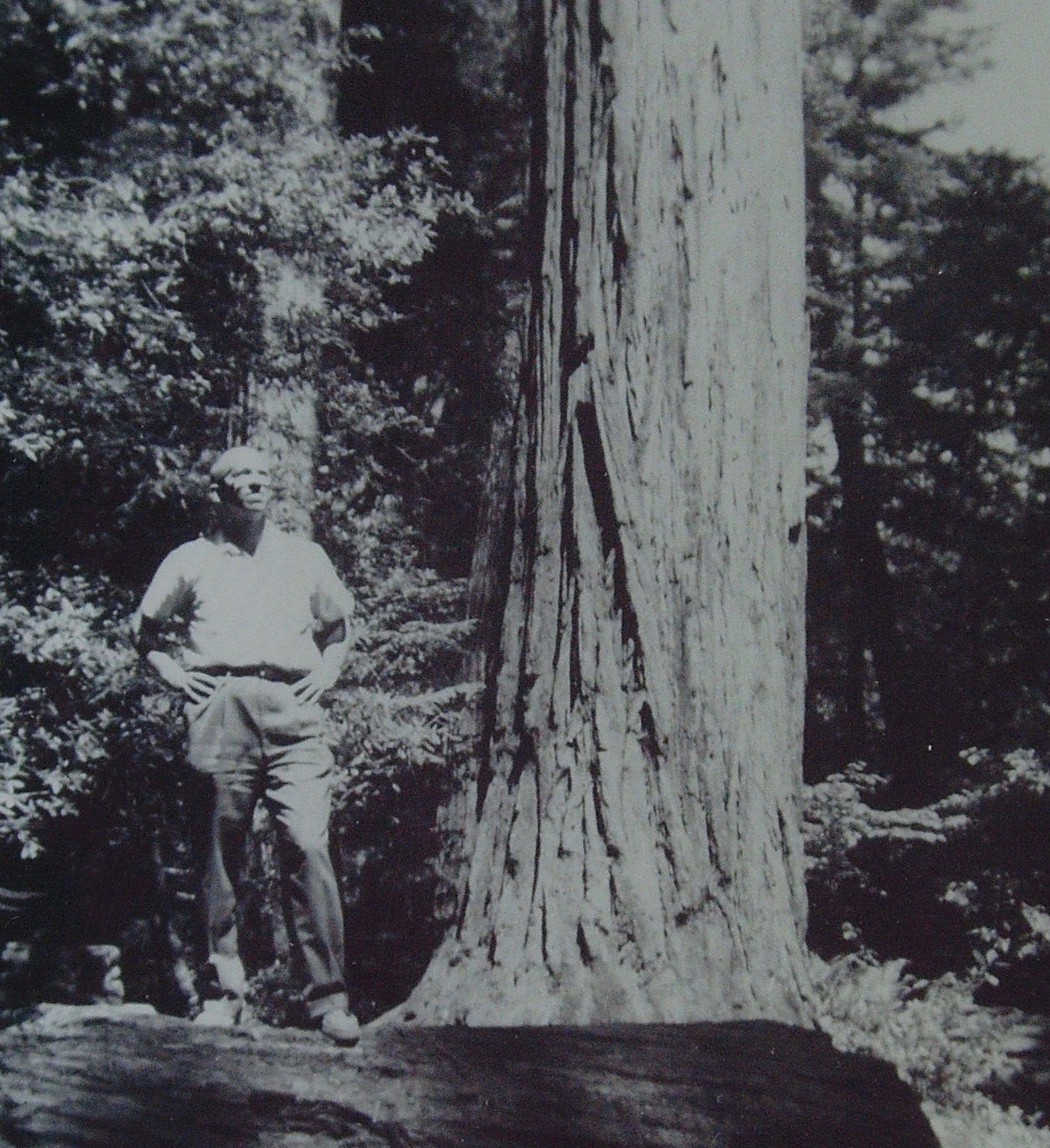 Vintage Man Vs Tree Oregon Redwoods Photograph 1960's Found Photo ...