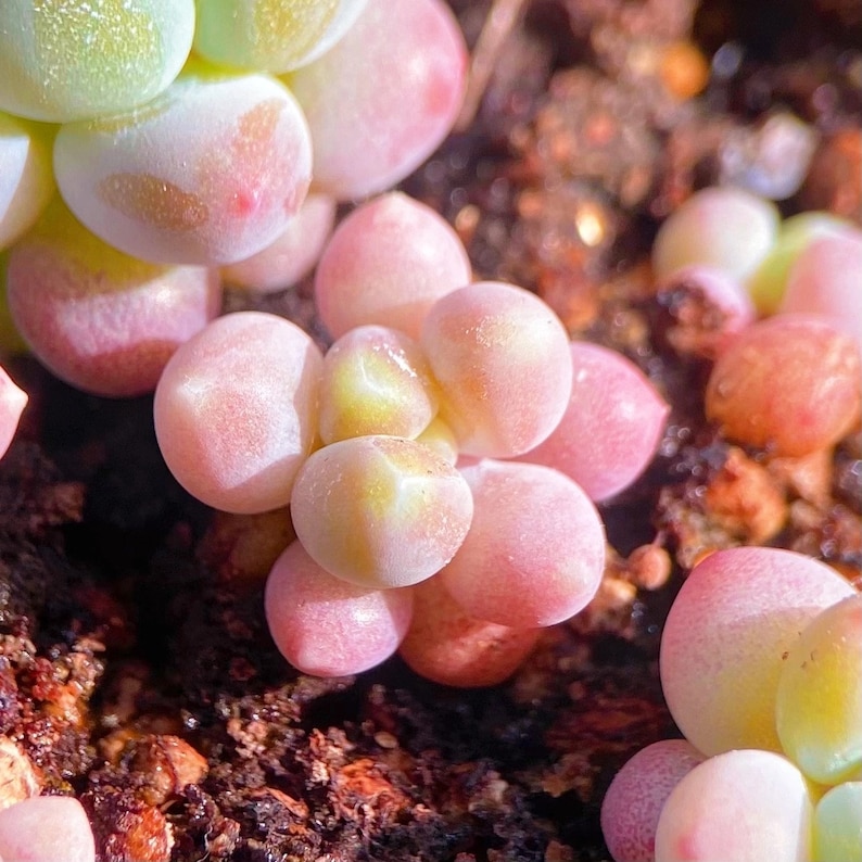 Echeveria Mia Seeds: Rare Pink Succulent (10 Seeds) - Etsy