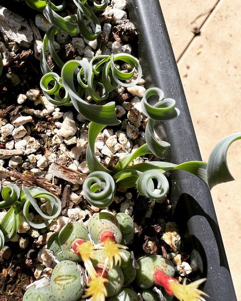 Rare Plants, Ornithogalum Concodianum/albuca Concordiana Baker Bulb ...