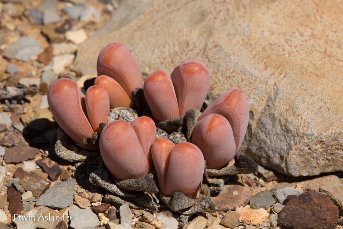 Tanquana Prismatica, Rare Living Stone, 10 Seeds [SEEDS ONLY] - Etsy