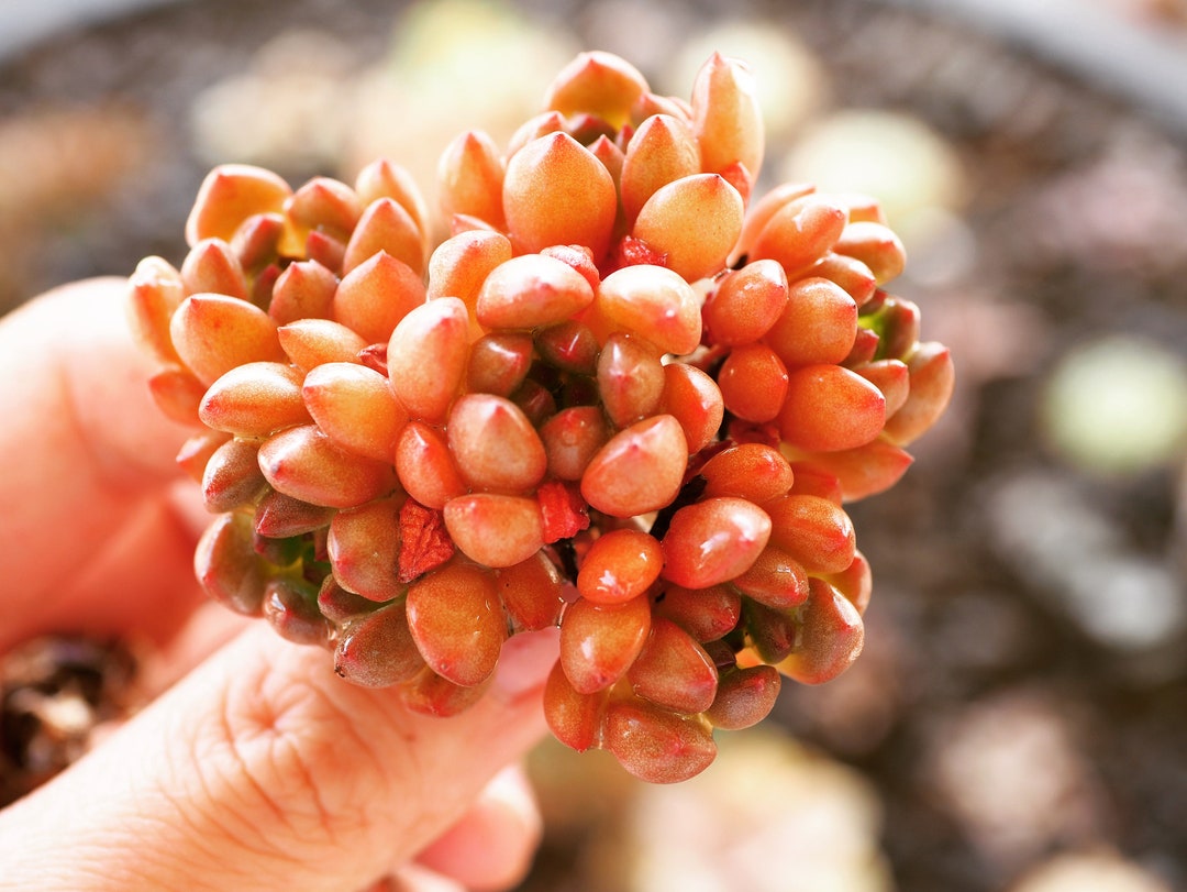 Real Plants, Sedeveria Pink Ruby Clusters - Etsy