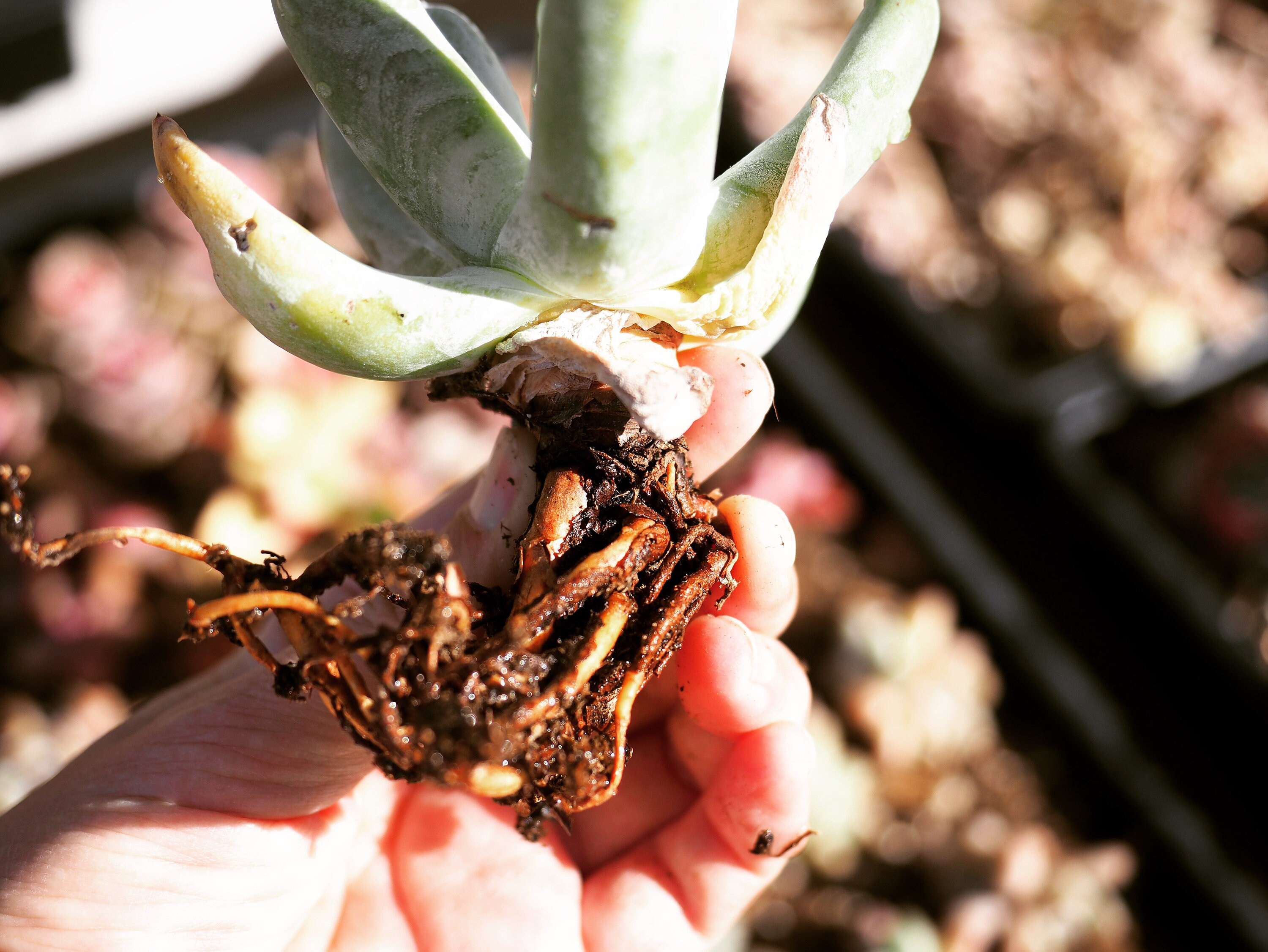 Rare Plants, Dudleya Pachyphytum - Etsy