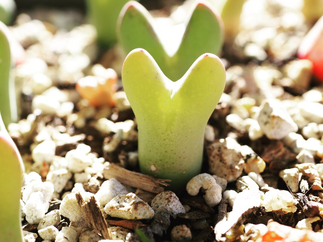 Real Plants, Conophytum Pikachu - Etsy