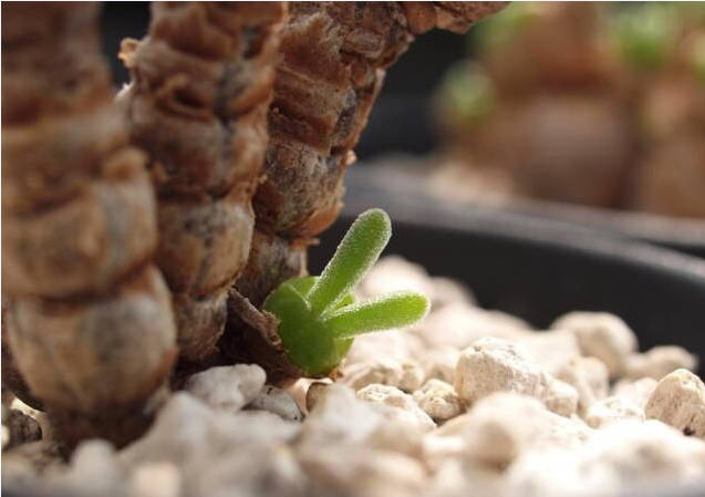 Monilaria Moniliforme Rare Succulent 10 Seeds | Etsy UK