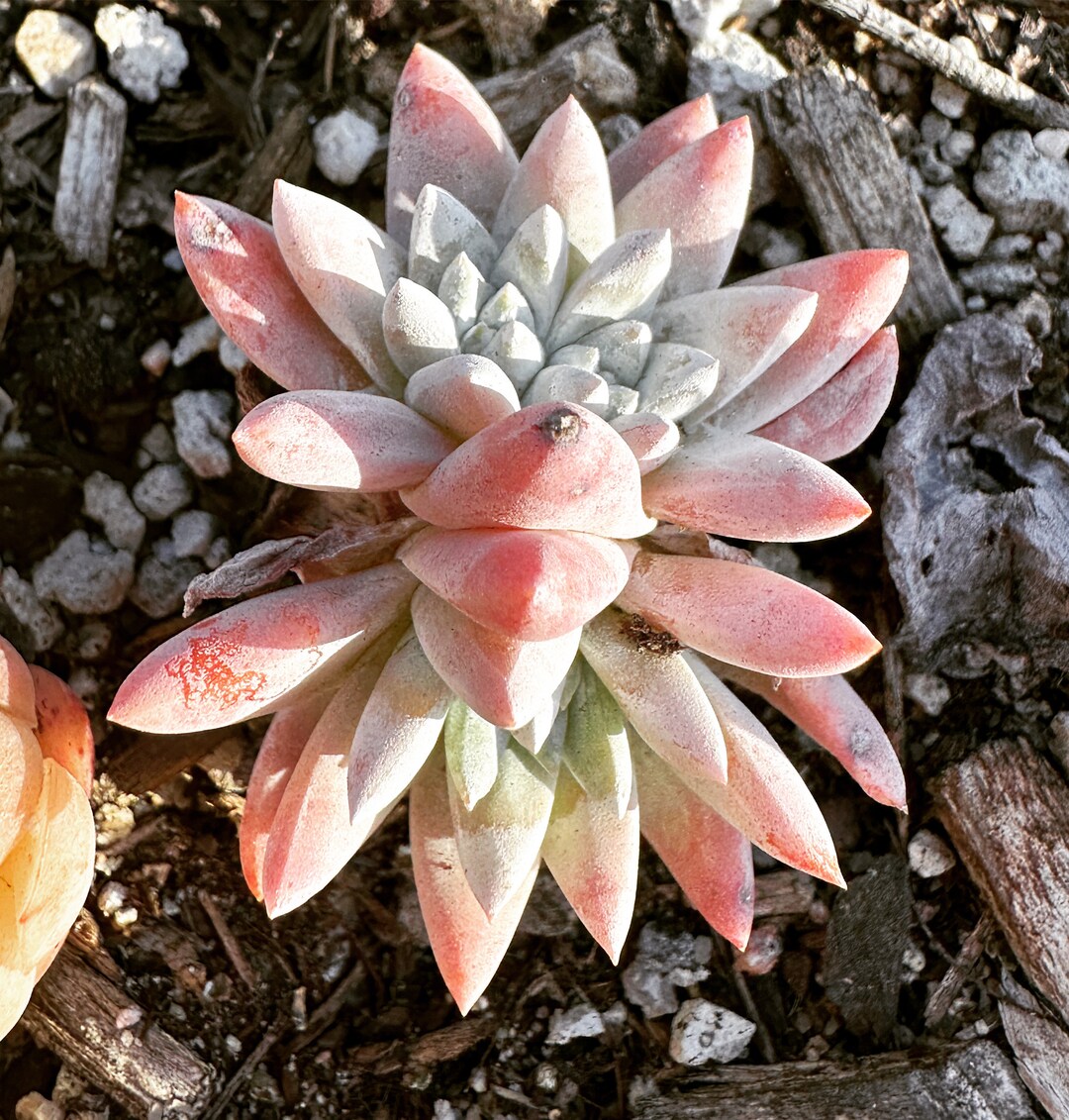 Rare Plants, Dudleya Gnoma S.w.mccabe - Etsy