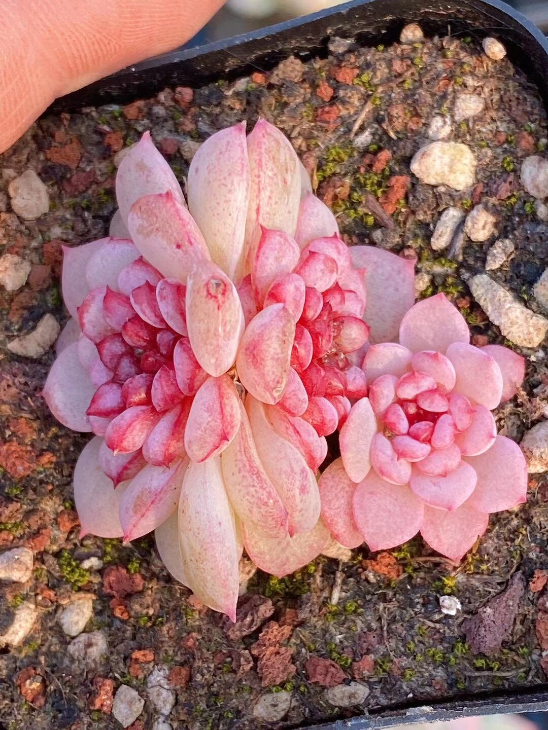 Rare Echeveria Koukihana Seeds: Japanese Succulent Hybrid (10 Seeds) - Etsy