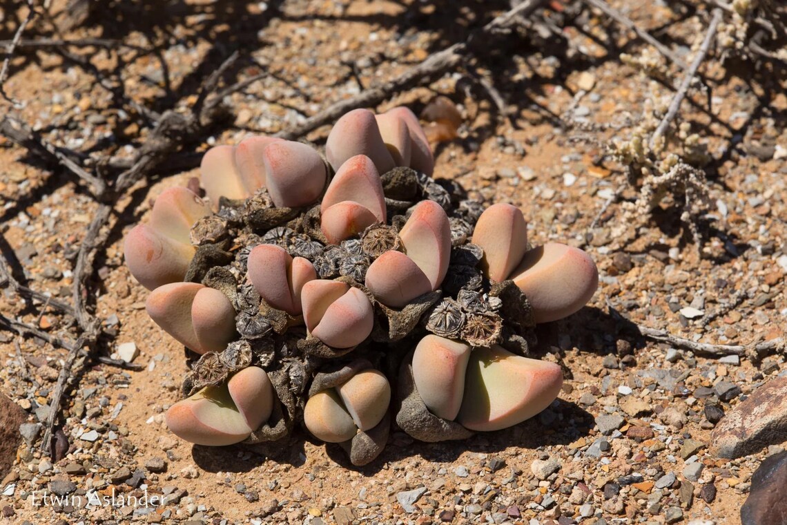 Tanquana Prismatica, Rare Living Stone, 10 Seeds [SEEDS ONLY] - Etsy