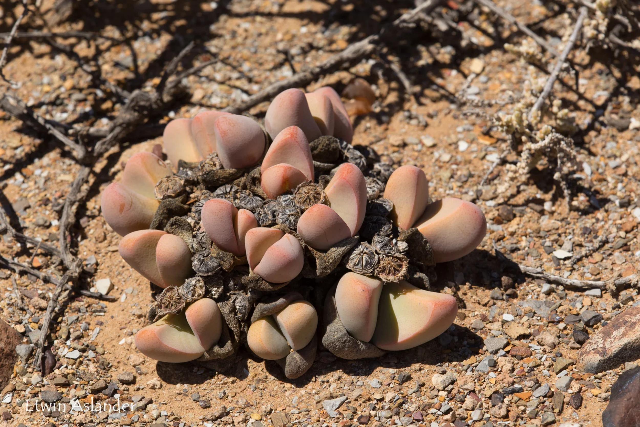 Tanquana Prismatica, Rare Living Stone, 10 Seeds [SEEDS ONLY] - Etsy