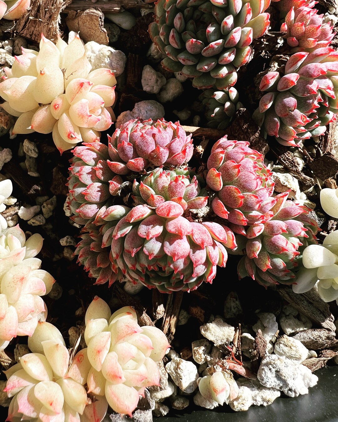 Real Plants, Echeveria 'vincent Catto', Red Ball, Clusters - Etsy