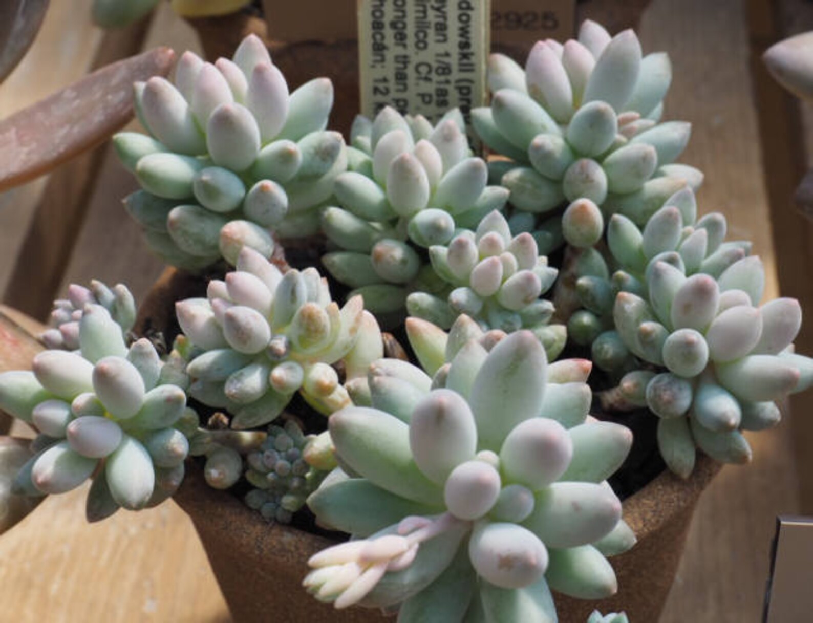Pachyphytum Rzedowskii Rare Succulent 10 Seeds - Etsy