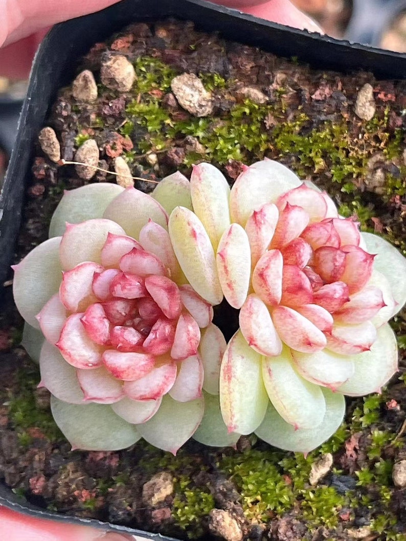 Rare Echeveria Koukihana Seeds: Japanese Succulent Hybrid (10 Seeds) - Etsy