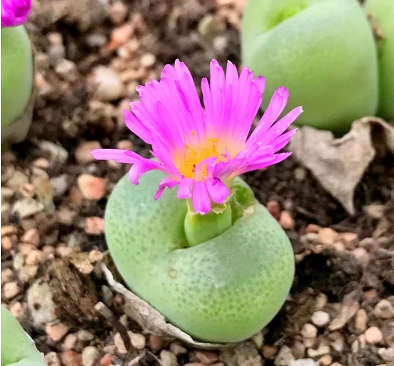 Rare Succulent Seeds, Conophytum Subfenestratum, 10 Seeds [SEEDS ONLY ...