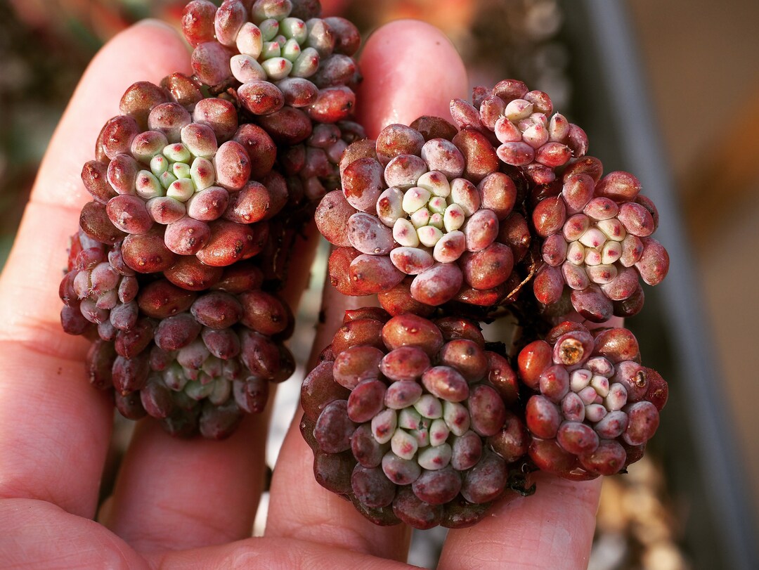Rare plants, Echeveria Japanese Mulberry Clusters - Etsy Österreich